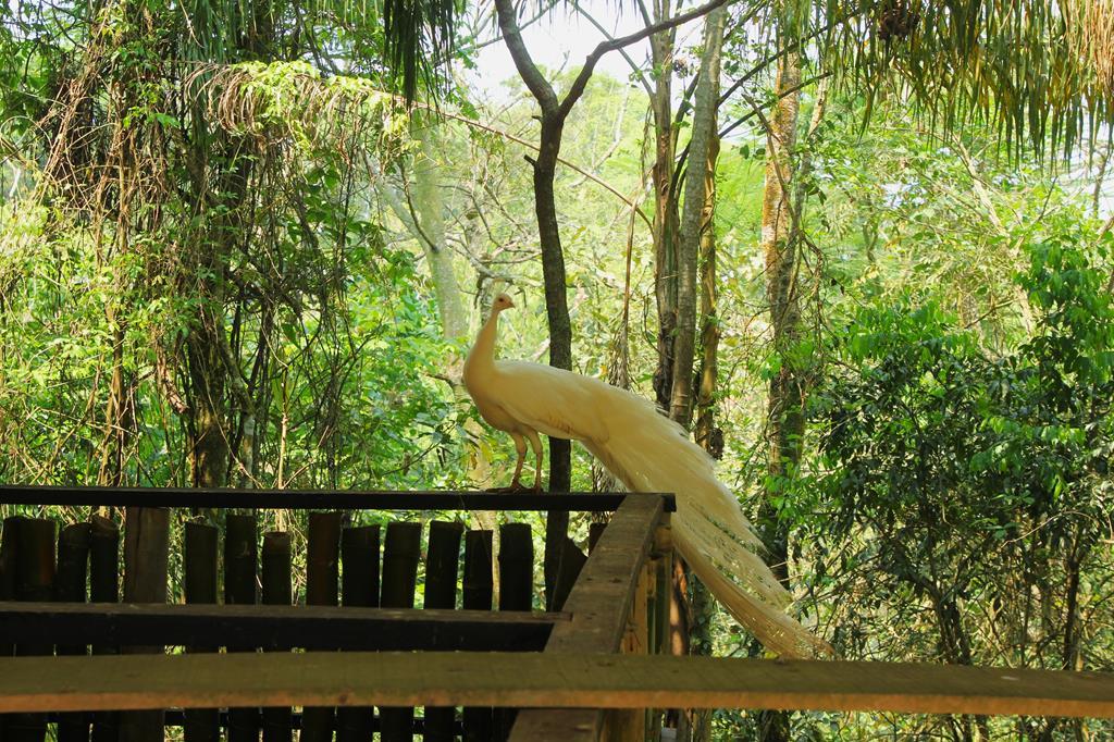 Cetas inaugura nova área de soltura devolvendo 66 aves à natureza ...